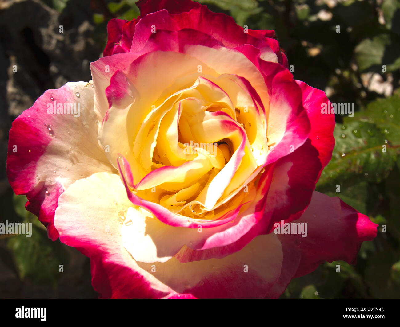 Sole Desire Floribunda Rose at Robert Guajardo blog