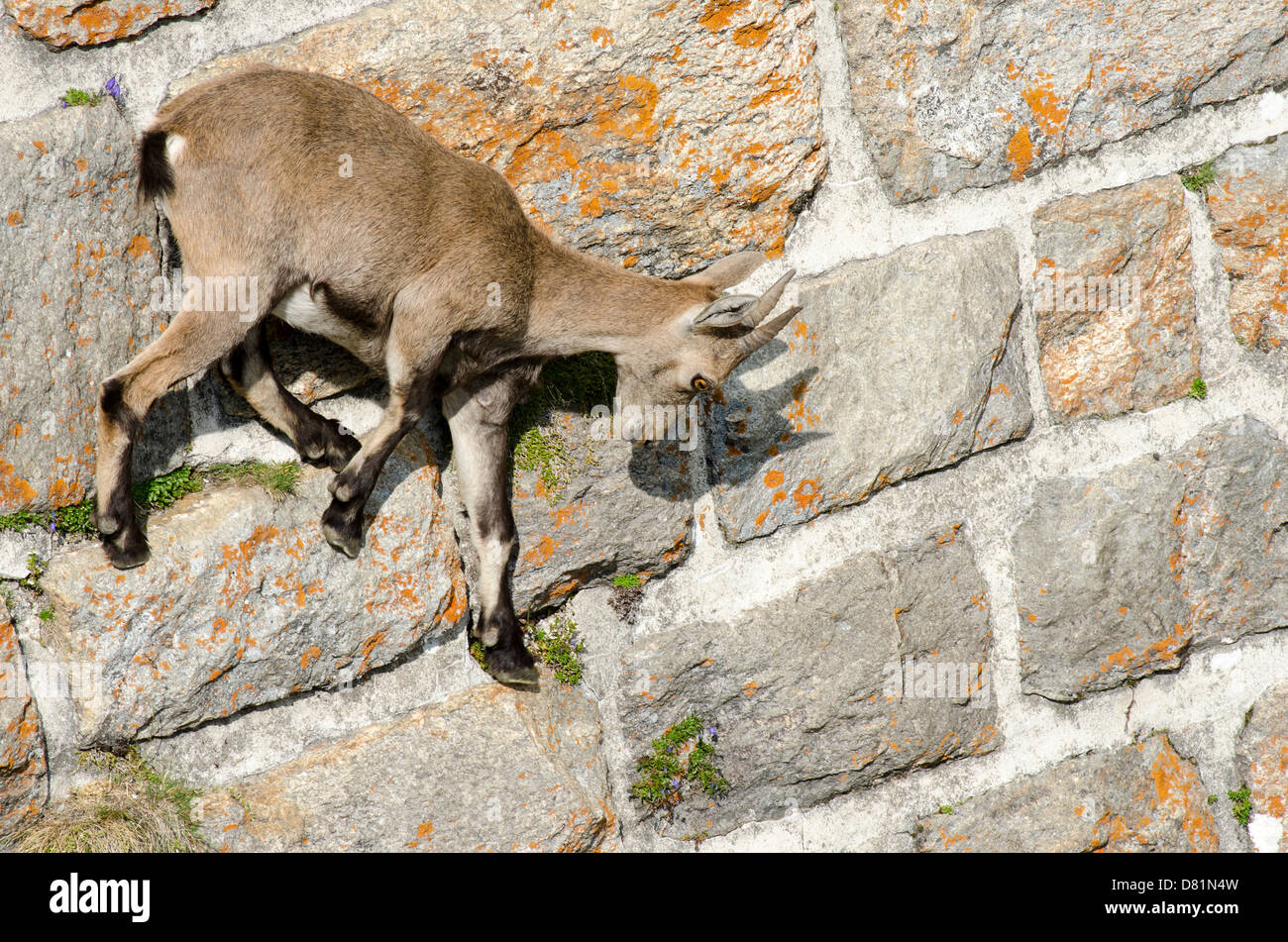 Italy Lombardy Orobie Alps Regional Park Alpine ibex (Capra ibex on the ...