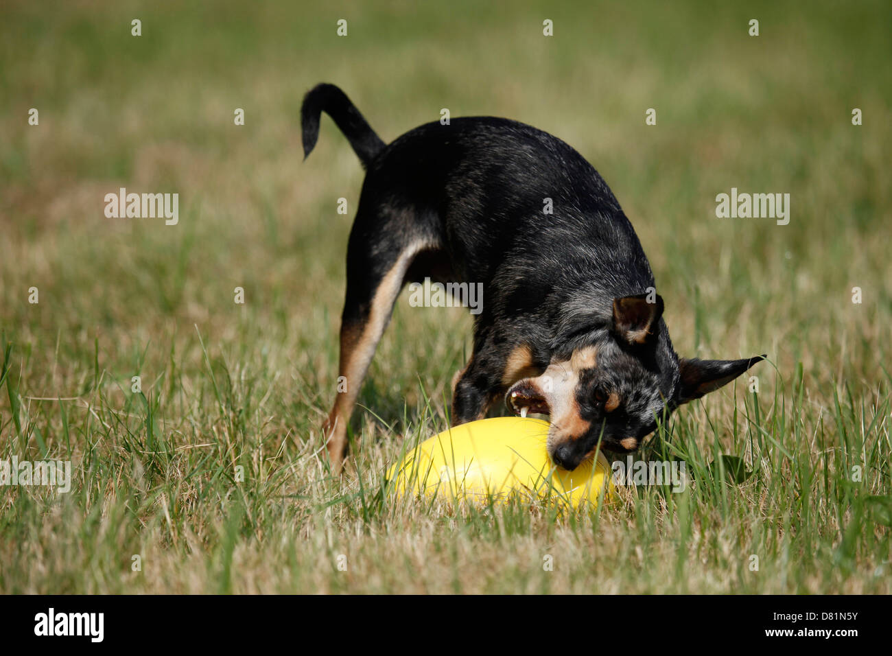 playing Prager Rattler Stock Photo - Alamy