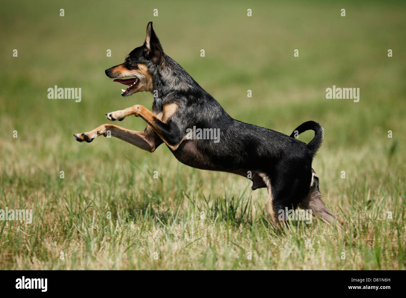 running Prager Rattler Stock Photo - Alamy