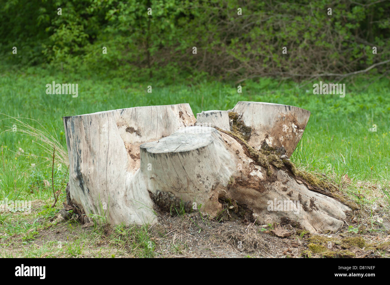 A tree stub in the park Stock Photo - Alamy
