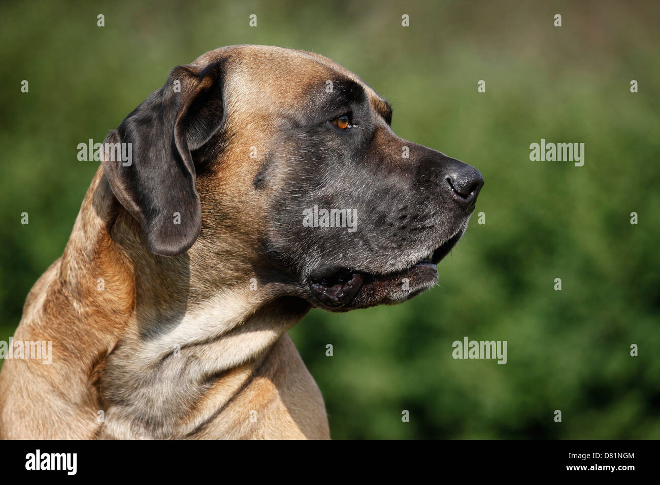 Boarhound hi-res stock photography and images - Alamy