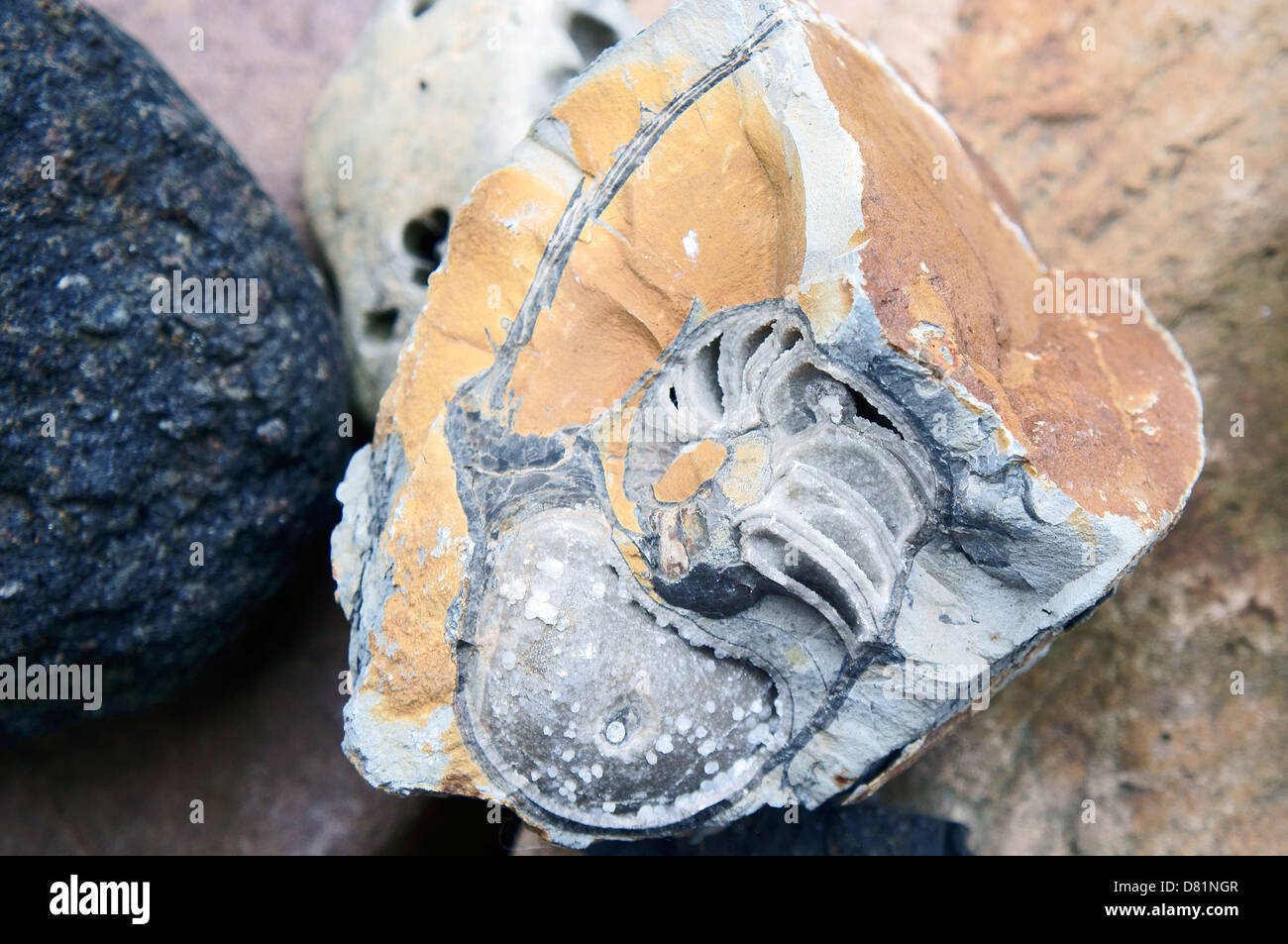 fossil nautilus shell (CTK Photo/Libor Sojka Stock Photo - Alamy