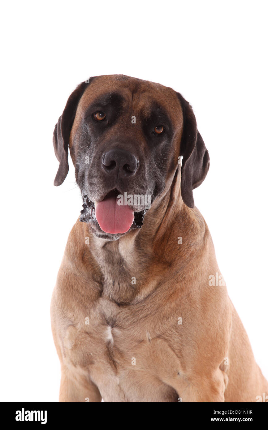 Boarhound hi-res stock photography and images - Alamy