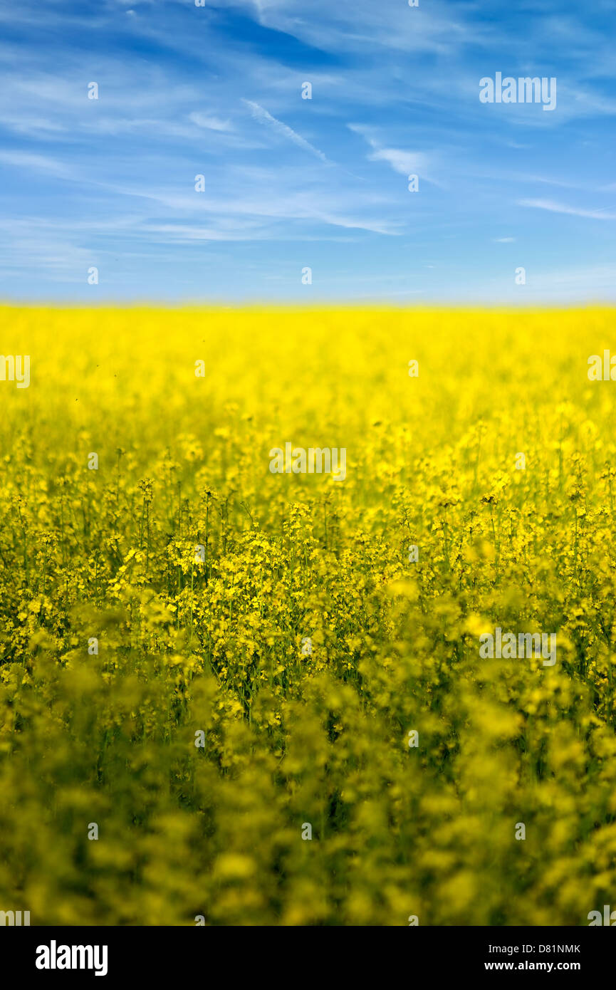 Landscape of rapeseed field flowers in bloom with blue sky and clouds ...