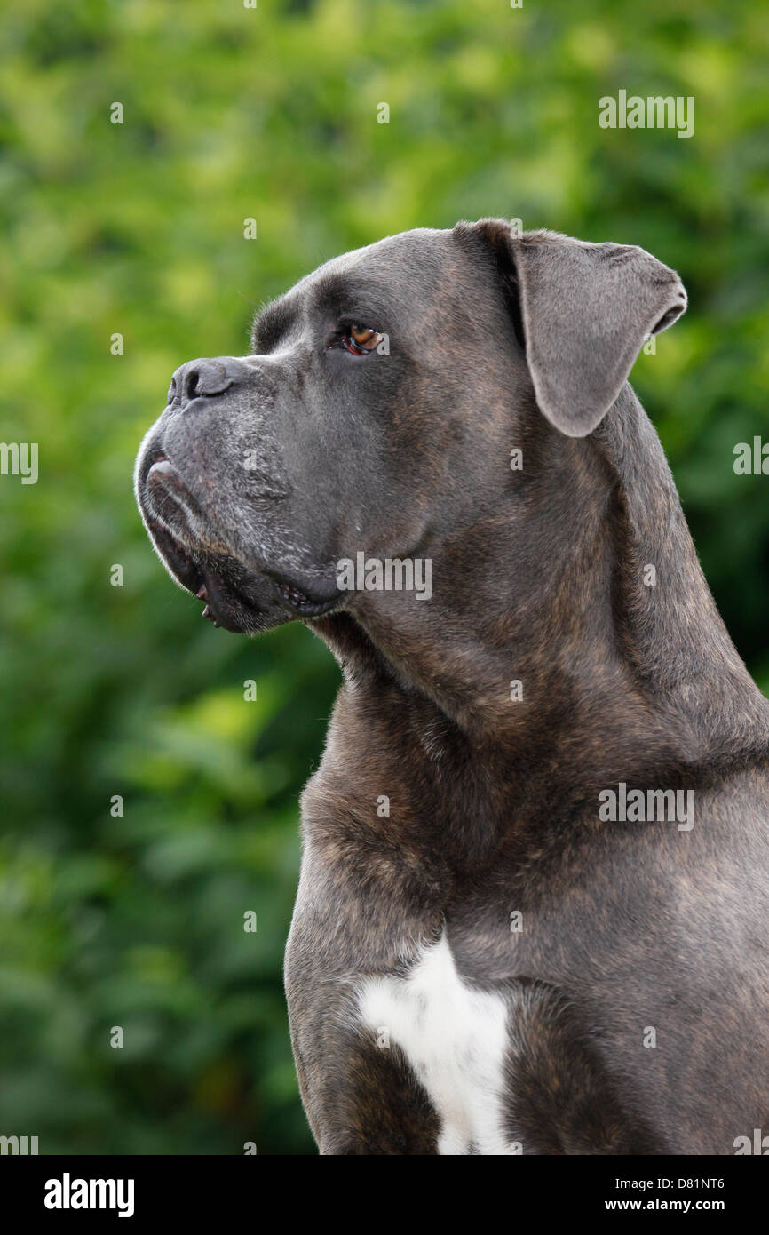 Cane Corso Portrait Stock Photo - Alamy