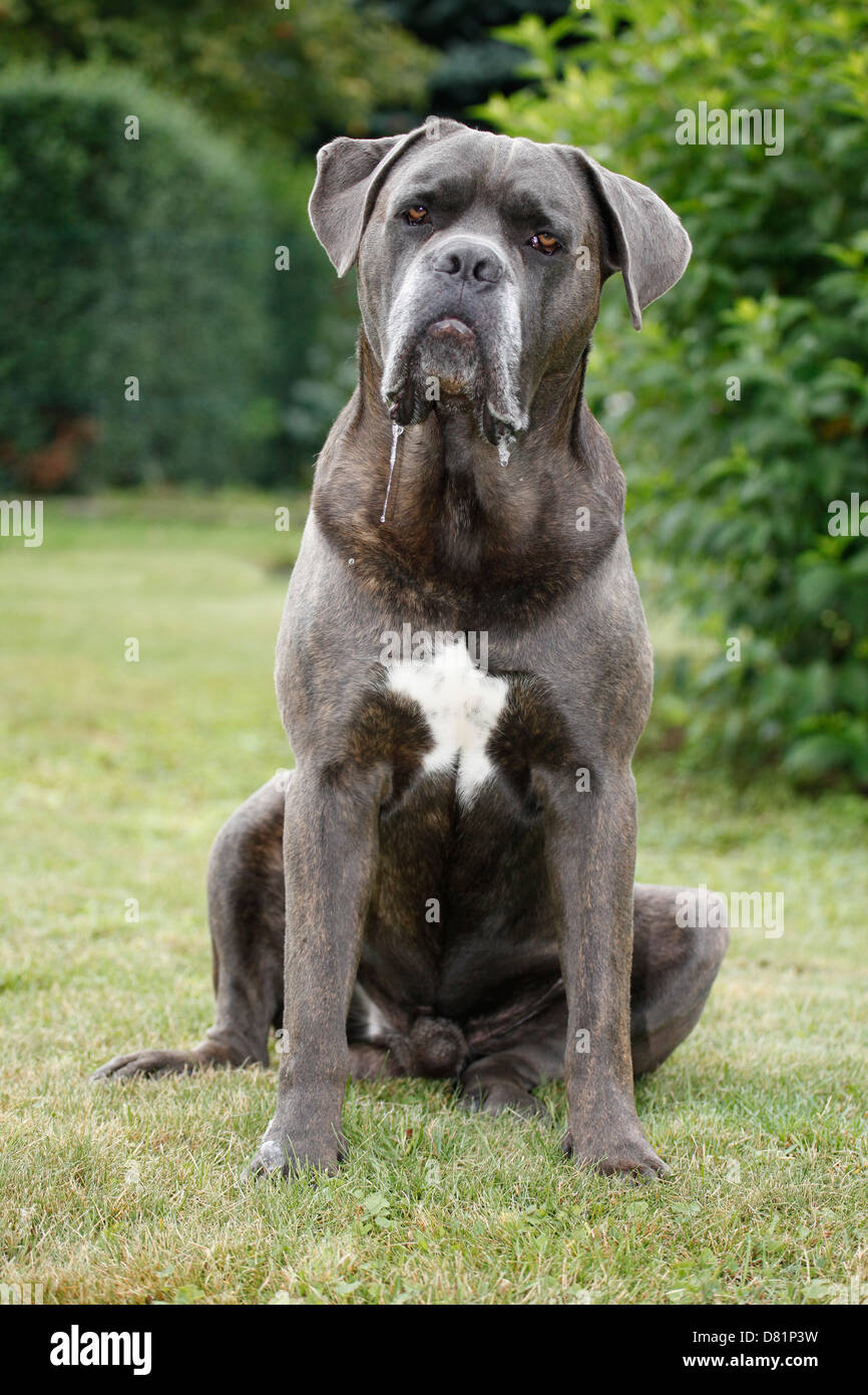 sitting Cane Corso Stock Photo - Alamy