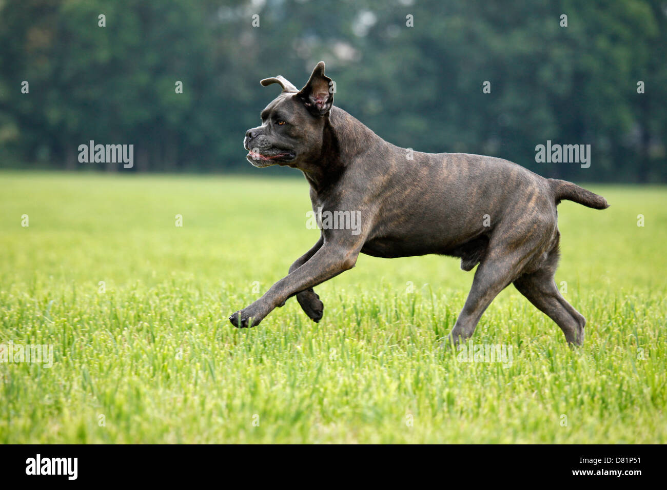 running Cane Corso Stock Photo - Alamy