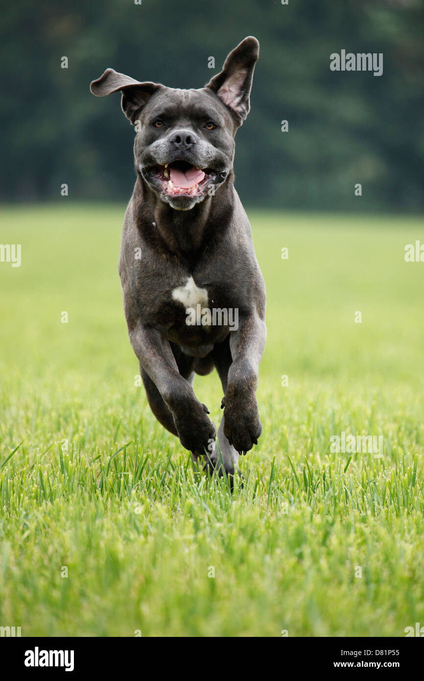 running Cane Corso Stock Photo - Alamy