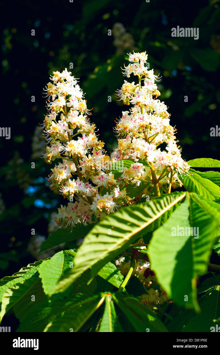 Flowering branches of chestnut Stock Photo - Alamy