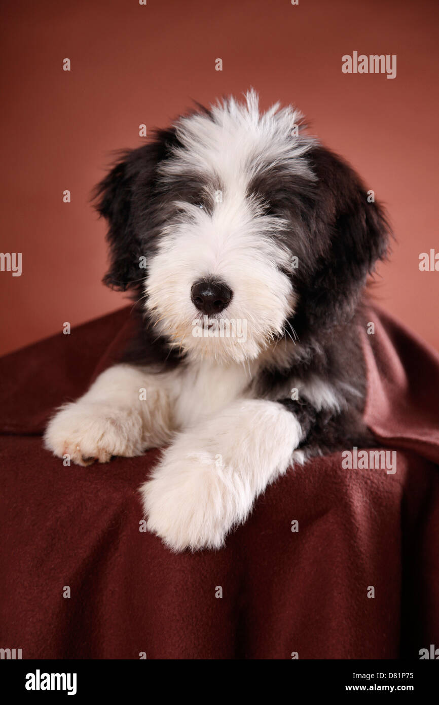 Bearded Collie Puppy Stock Photo - Alamy