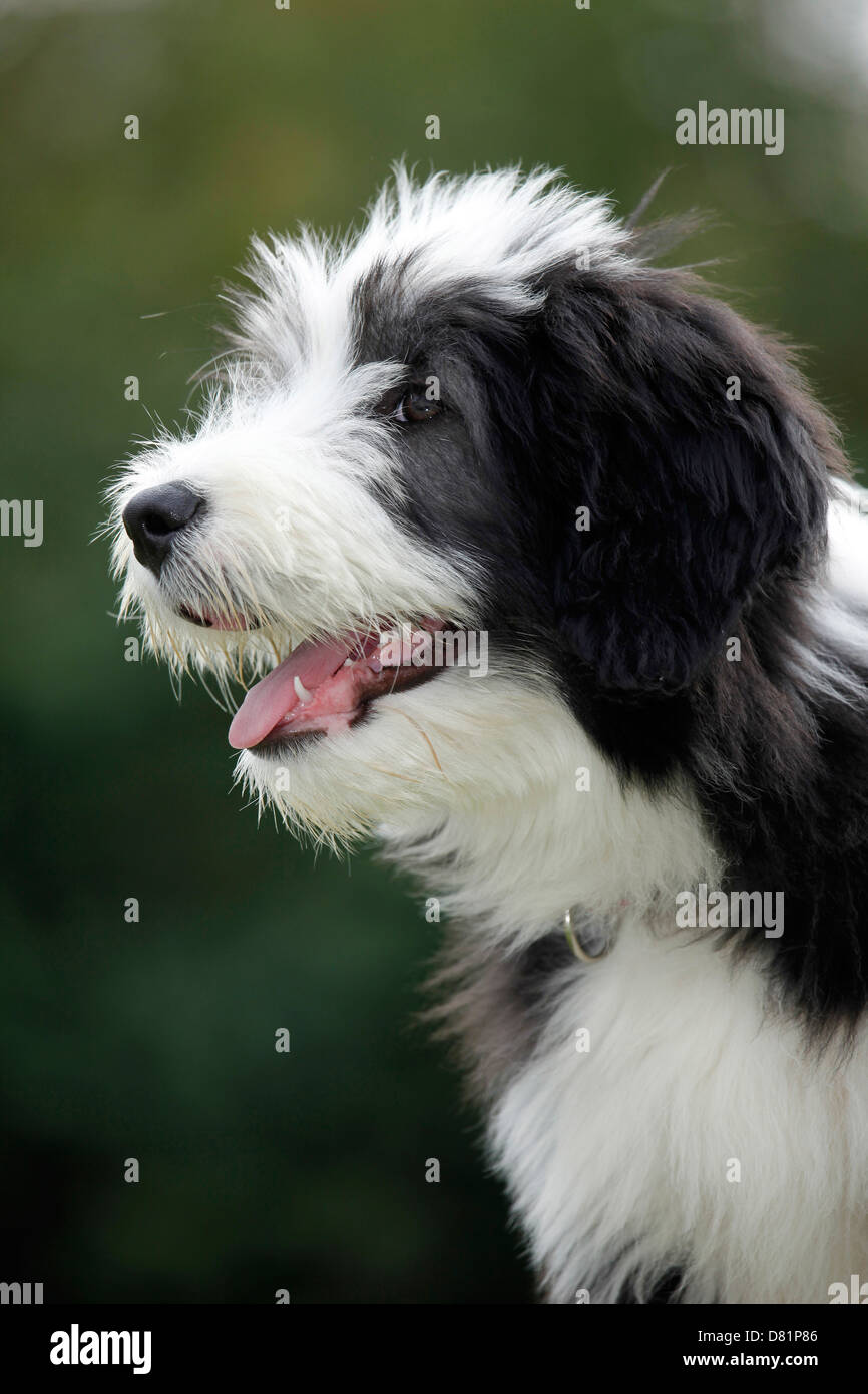 Bearded Collie Puppy Stock Photo - Alamy