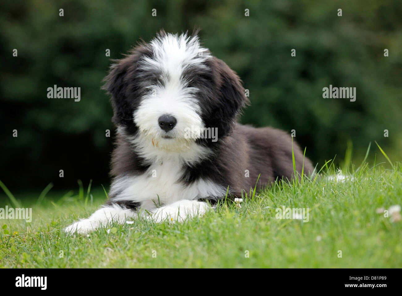 Bearded Collie Puppy Stock Photo - Alamy