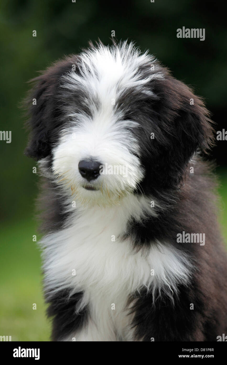 Bearded Collie Puppy Stock Photo - Alamy