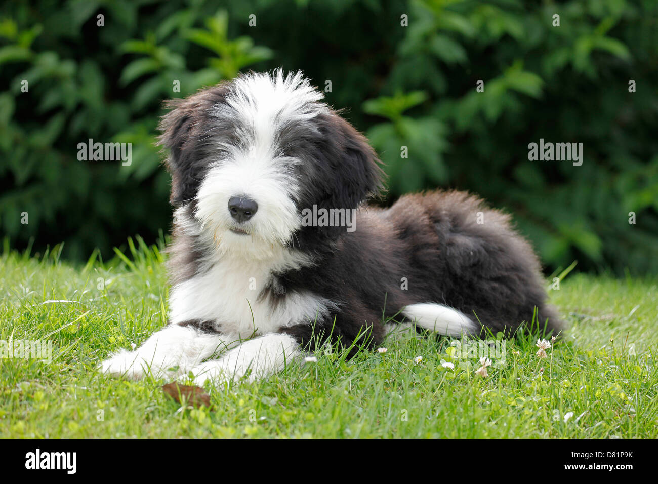 Bearded Collie Puppy Stock Photo - Alamy
