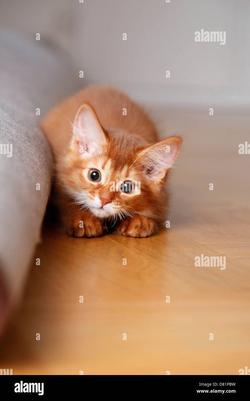 Cat creeping inside hi-res stock photography and images - Alamy