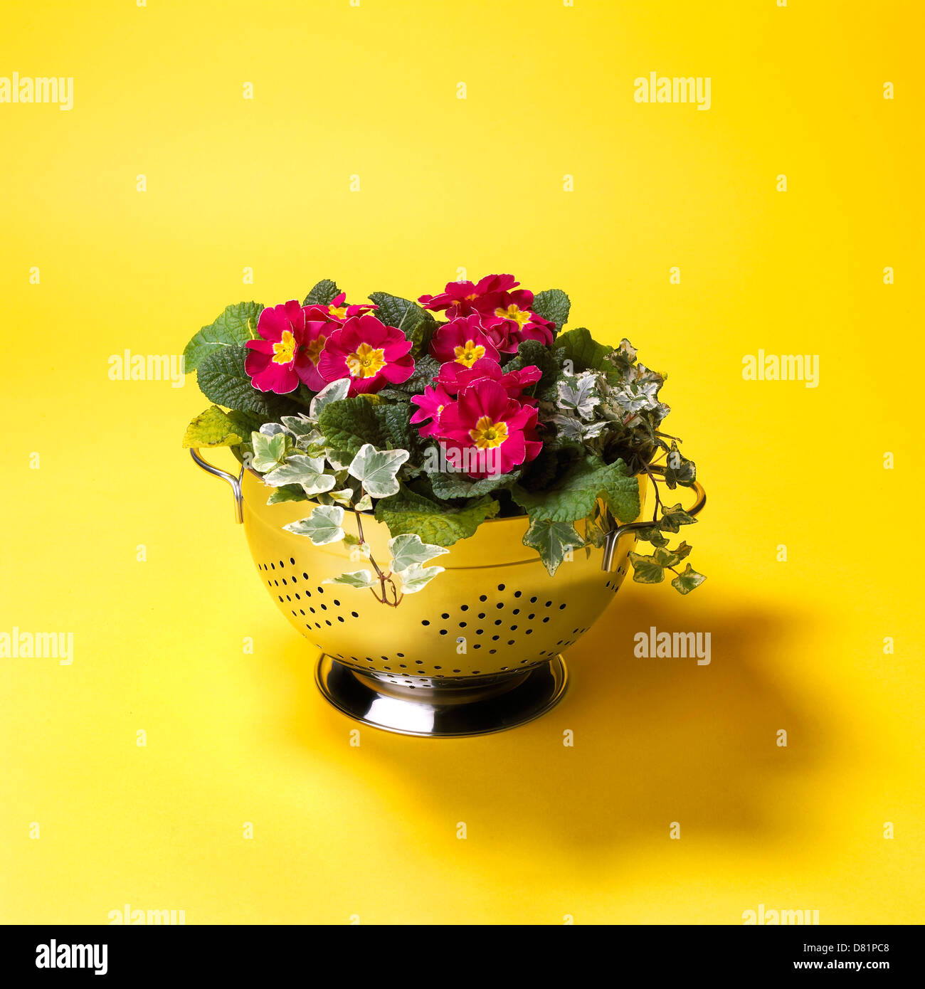 colander of flowers shot against a yellow background Stock Photo - Alamy
