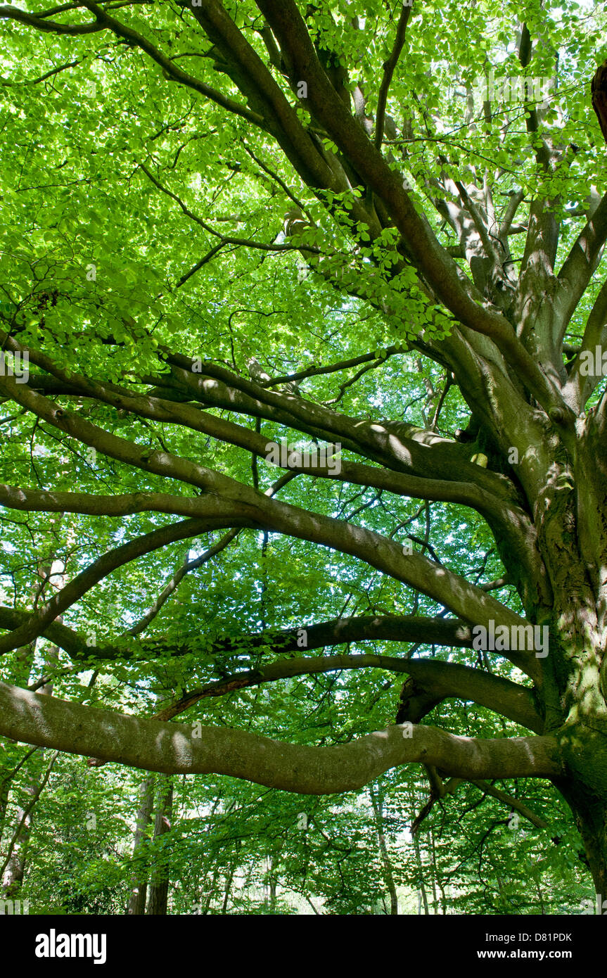 Beech Tree (Fagus sylvatica) in spring. Surrey, England, May Stock ...