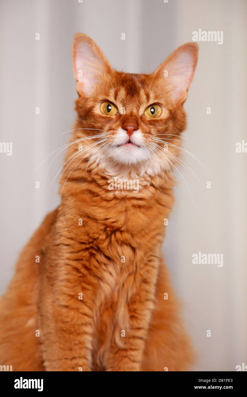 Sorrel somali hi-res stock photography and images - Alamy