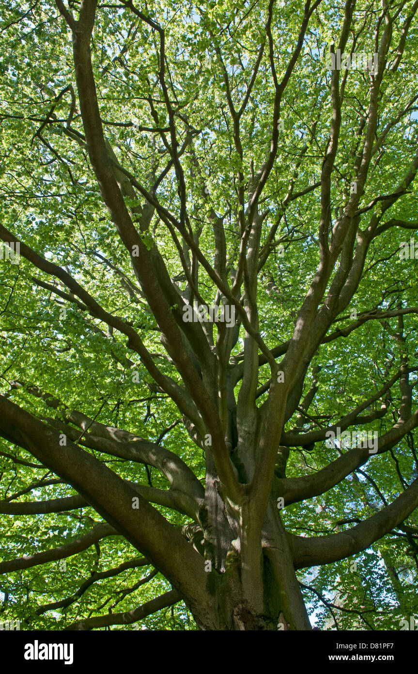 Beech Tree (Fagus sylvatica) in spring. Surrey, England, May Stock ...
