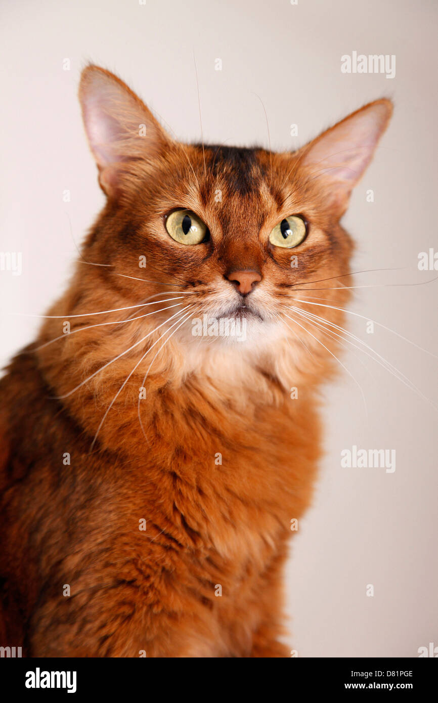 somalian cat portrait Stock Photo - Alamy