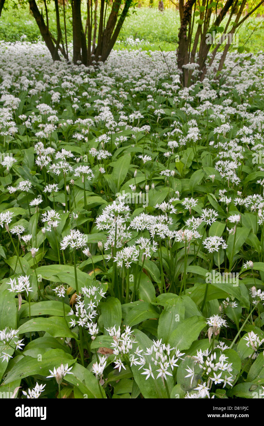 Ramsons (Wild Garlic) Allium ursinum. Surrey, May Stock Photo - Alamy