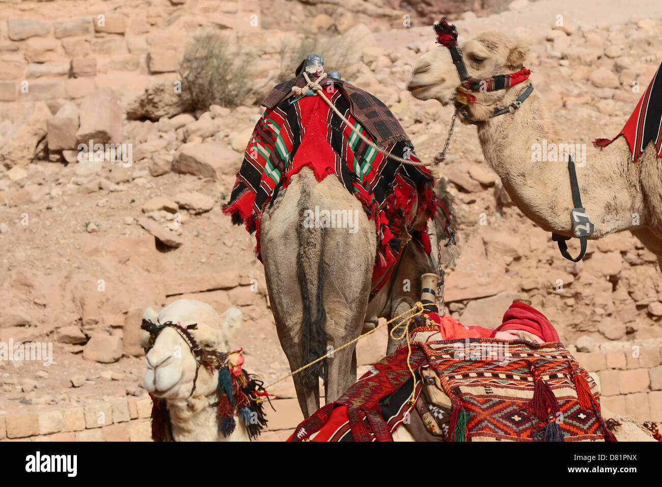 Camel at Petra, Jordan Stock Photo - Alamy Camel at Petra, Jordan Stock Photo - Alamy