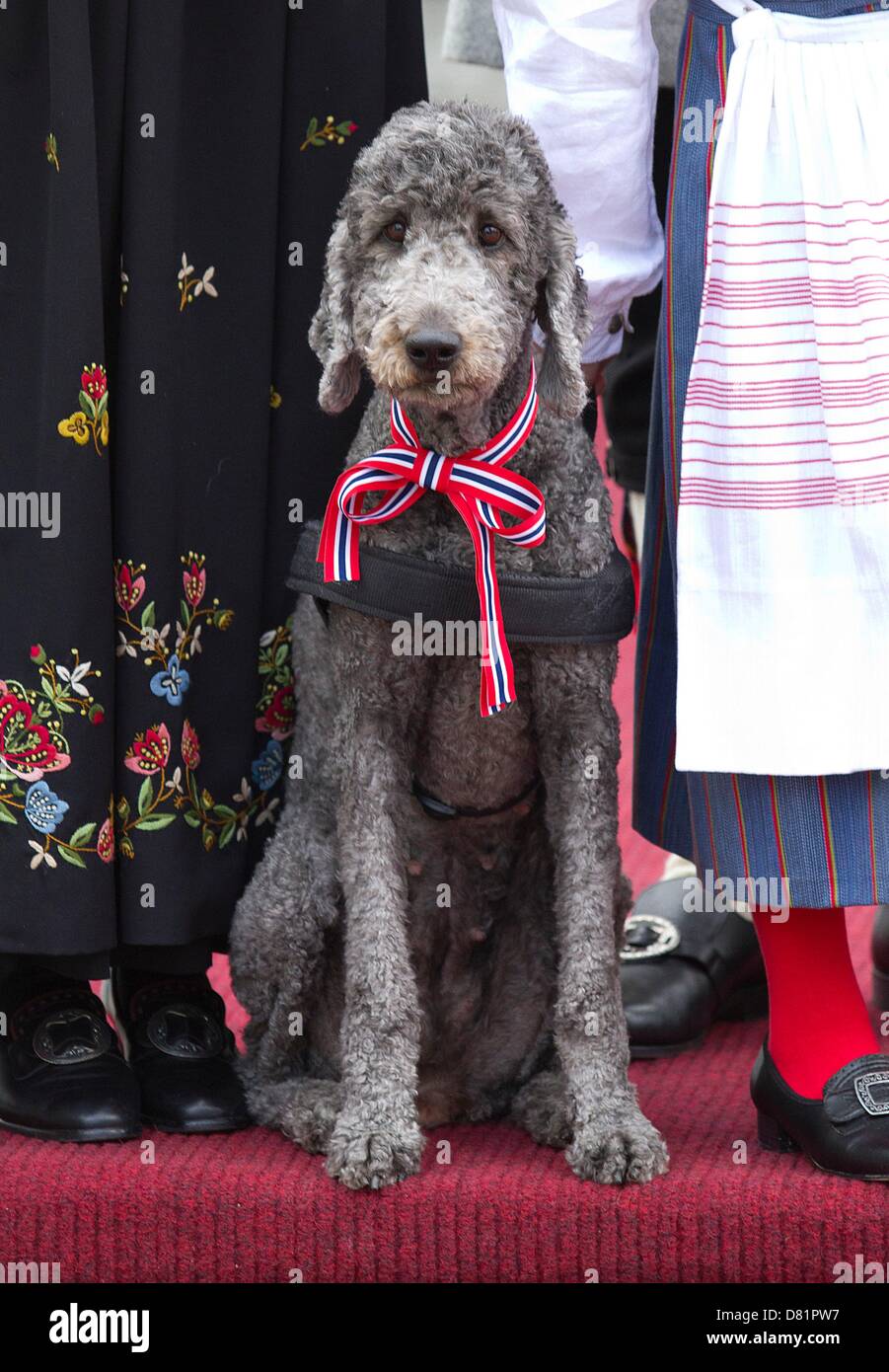 Skaugum, Norway, 17 May 2013.Milly Kakao, dog of the royal family ...