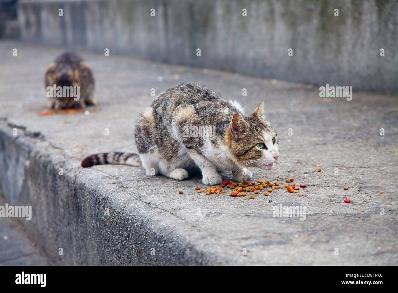 Alley cat hi-res stock photography and images - Alamy