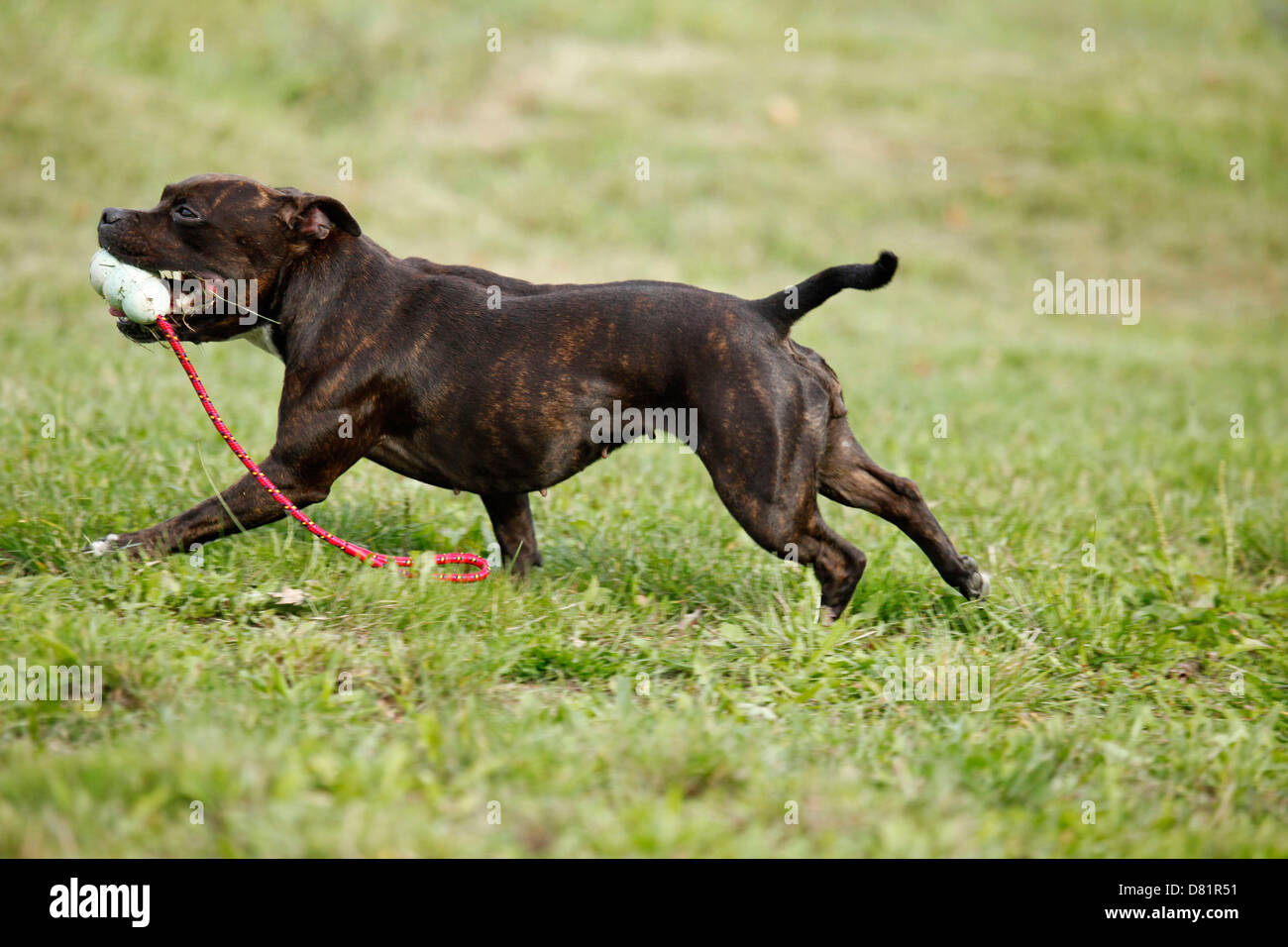 playing Staffordshire Bullterrier Stock Photo - Alamy