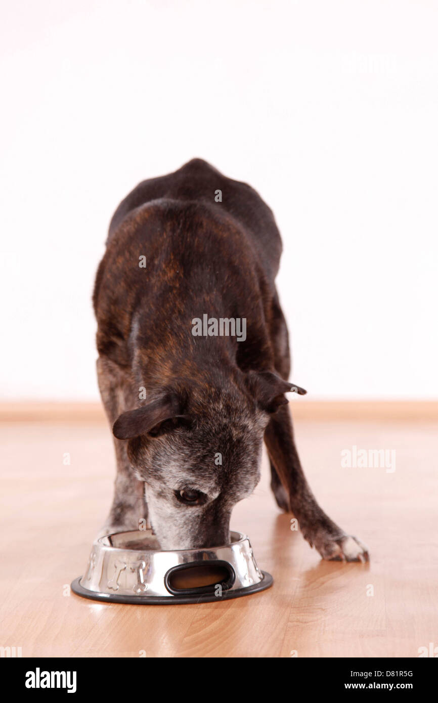 eating Staffordshire Bullterrier Stock Photo - Alamy