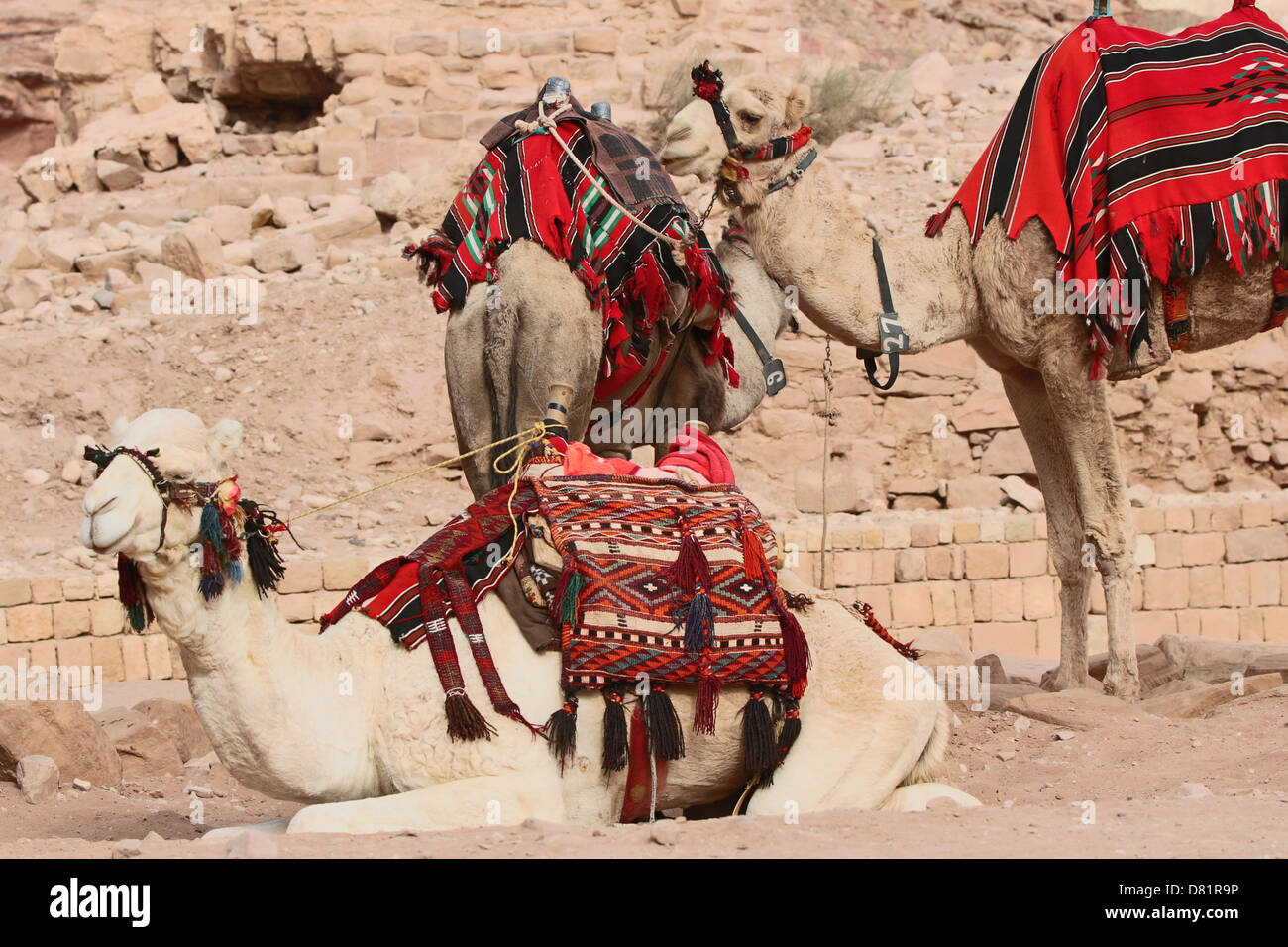 Camels in Petra Jordan Stock Photo - Alamy