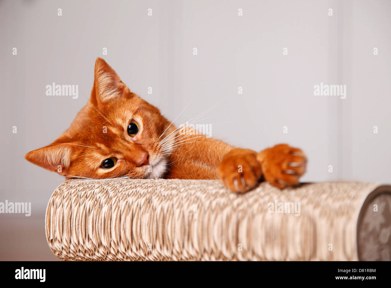 Abyssinians hi-res stock photography and images - Alamy