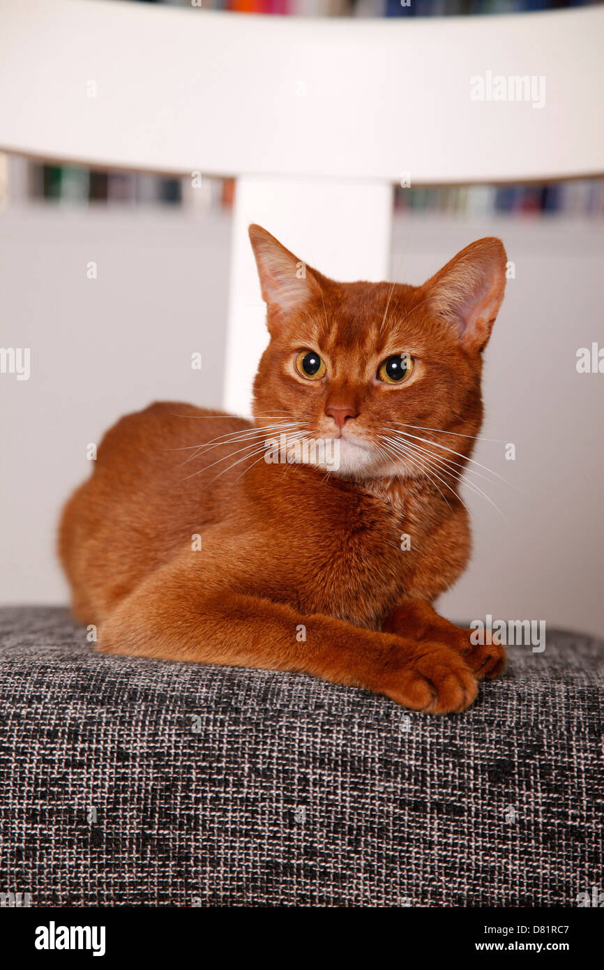 Abyssinians hi-res stock photography and images - Alamy