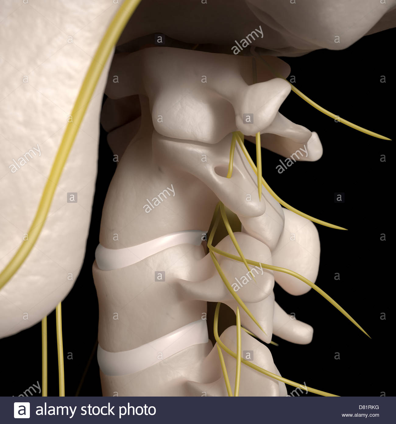 Cervical Nerves High Resolution Stock Photography and Images - Alamy