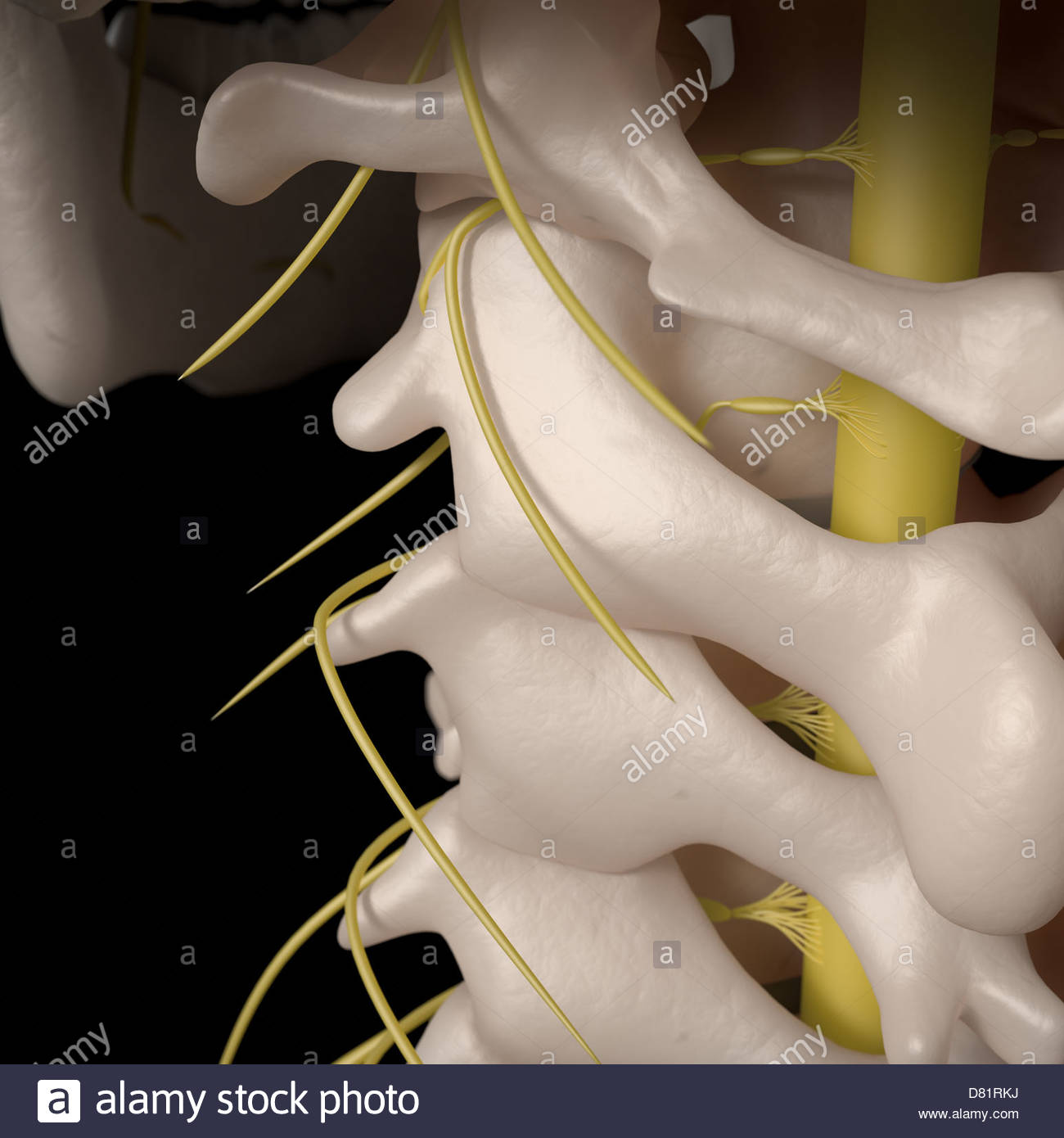 Spinal Nerve Stock Photos & Spinal Nerve Stock Images - Alamy
