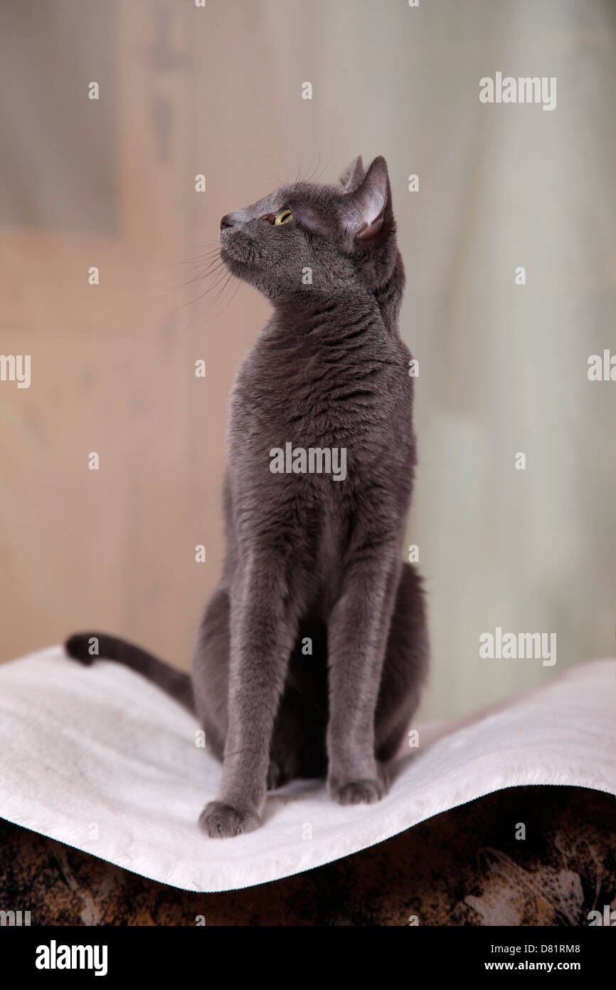 sitting Russian blue Stock Photo - Alamy