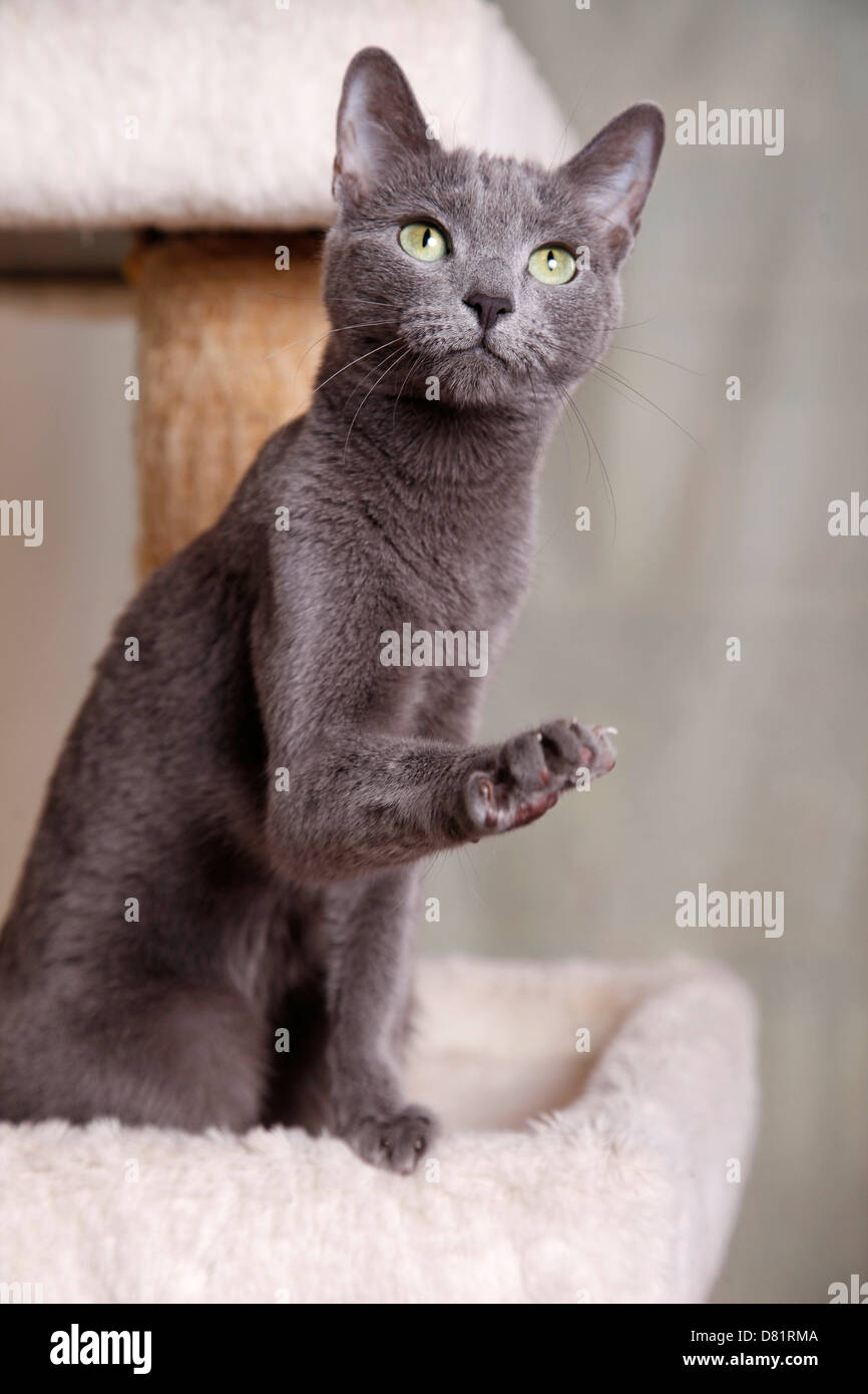 sitting Russian blue Stock Photo - Alamy