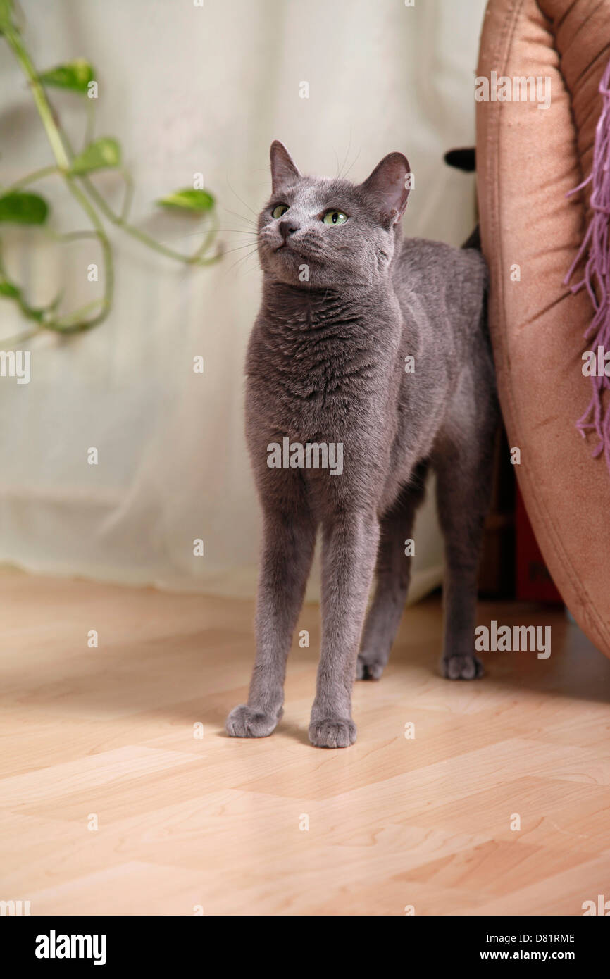 Russian blue cat stands hi-res stock photography and images - Alamy