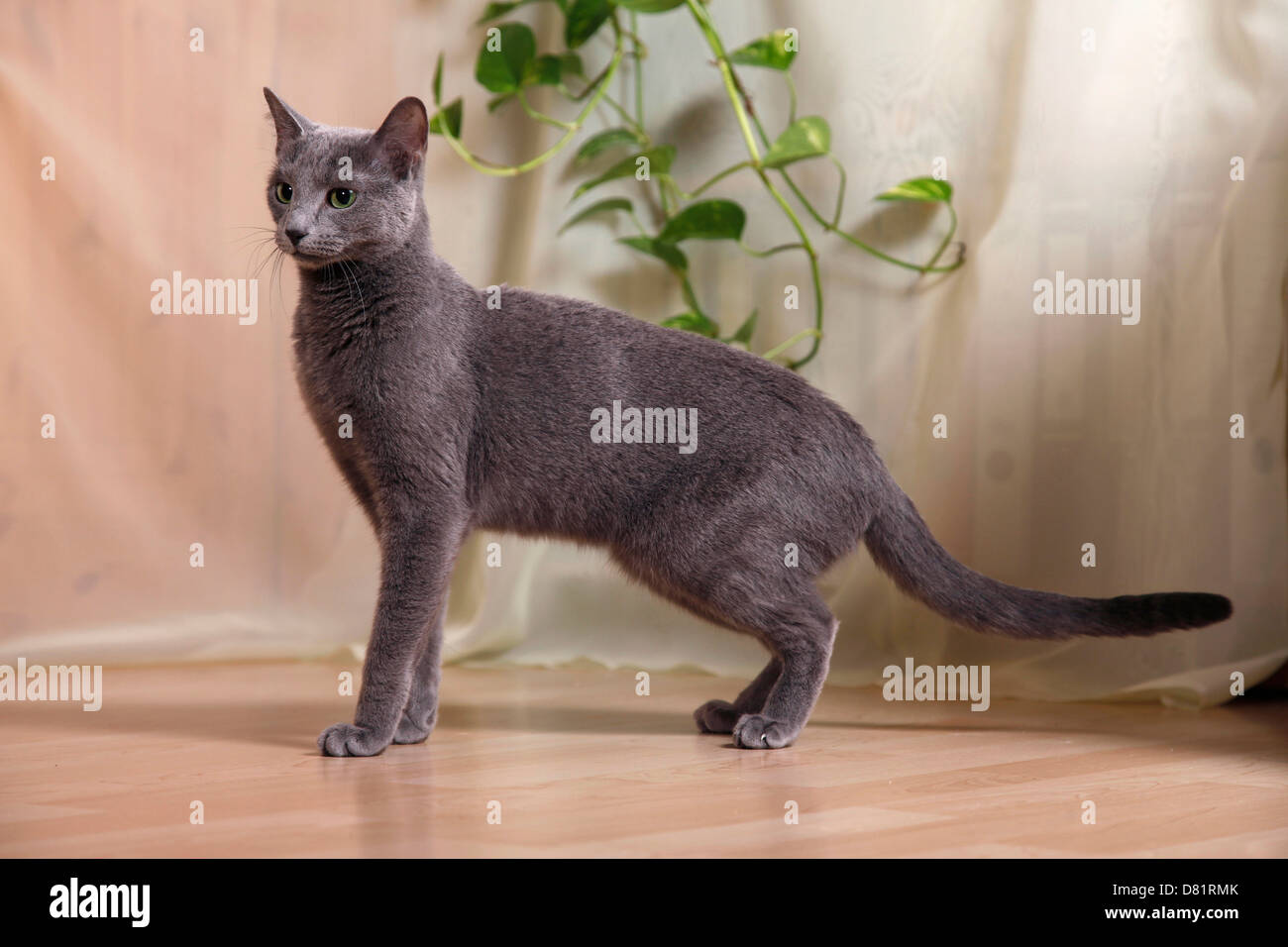 Russian blue cat stands hi-res stock photography and images - Alamy
