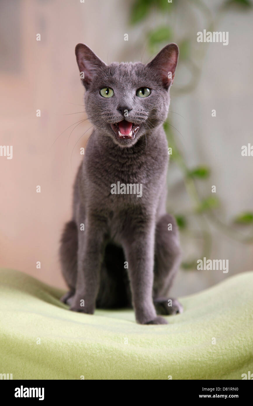 sitting Russian blue Stock Photo - Alamy