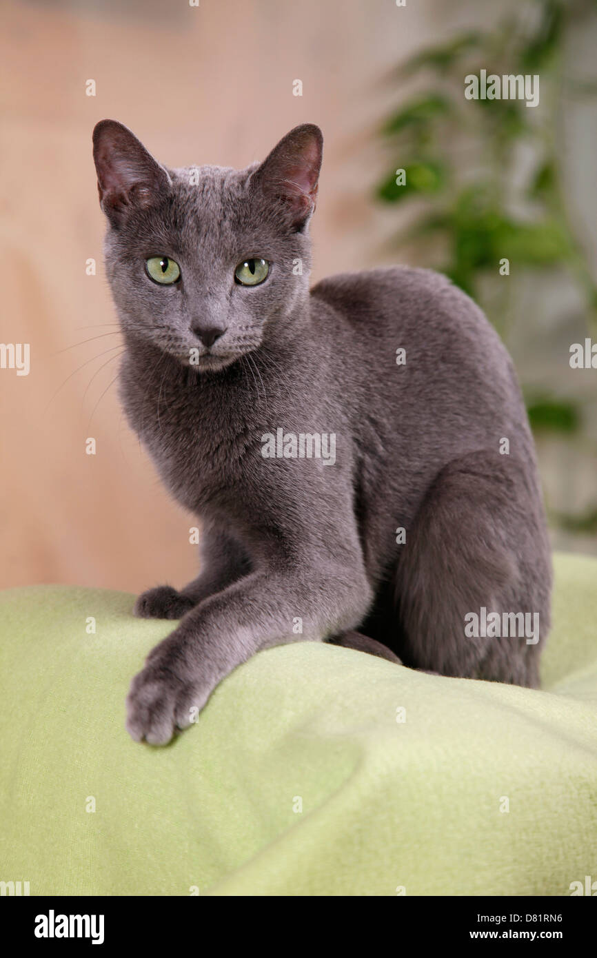 sitting Russian blue Stock Photo - Alamy