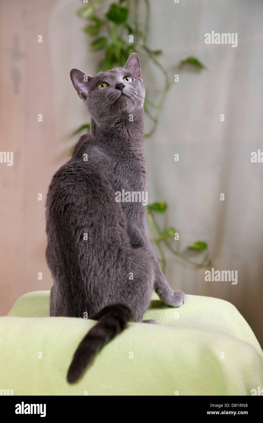 sitting Russian blue Stock Photo - Alamy