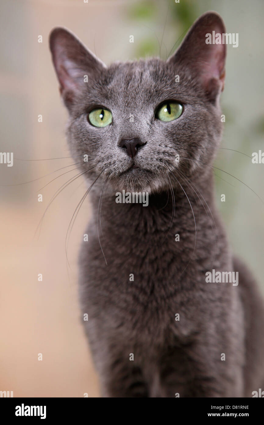 Russian blue portrait Stock Photo - Alamy