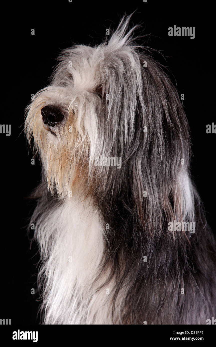 Bearded Collie Portrait Stock Photo - Alamy