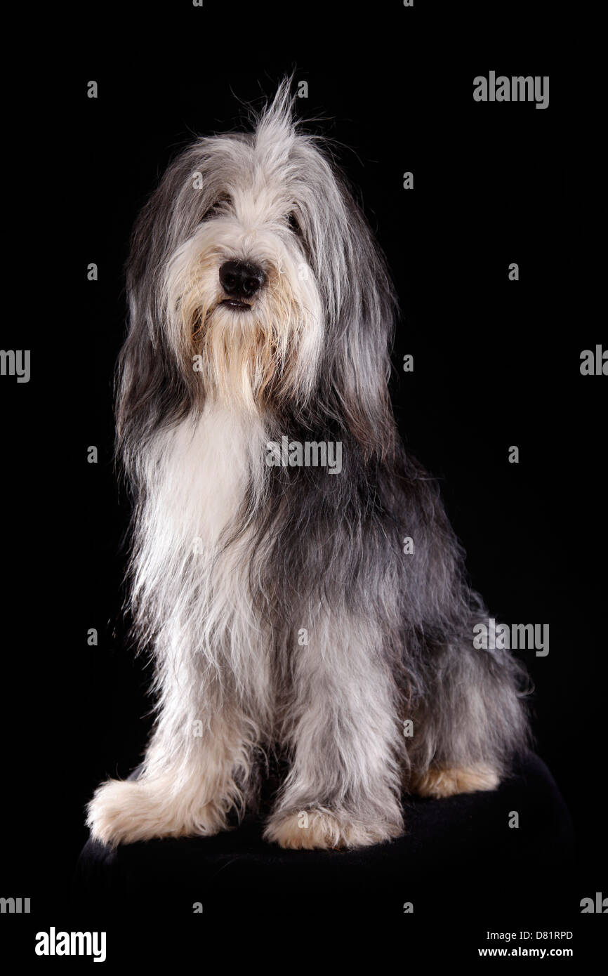 sitting Bearded Collie Stock Photo - Alamy