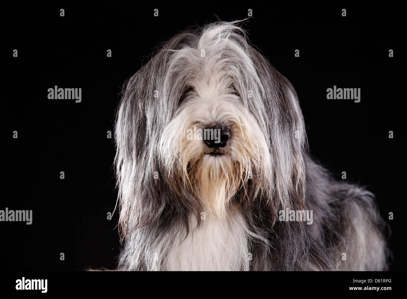 Bearded Collie Portrait Stock Photo - Alamy