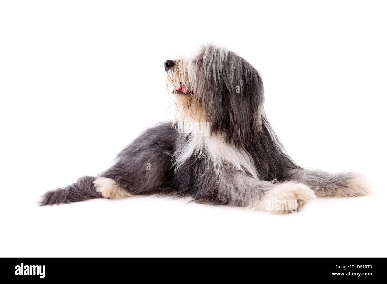 Side view male bearded Cut Out Stock Images & Pictures - Alamy