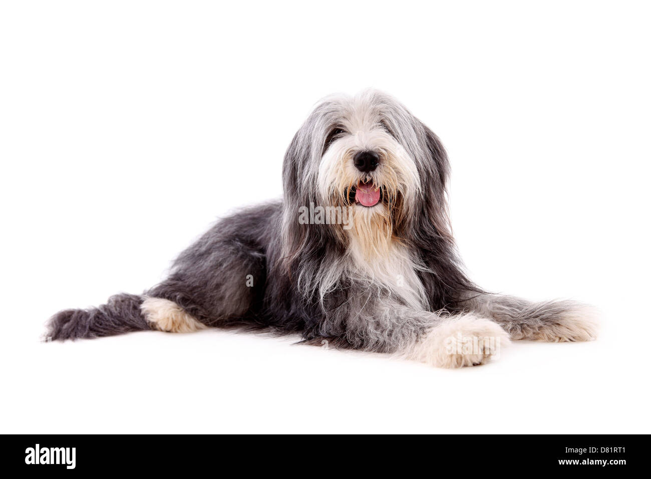 Side view male bearded Cut Out Stock Images & Pictures - Alamy