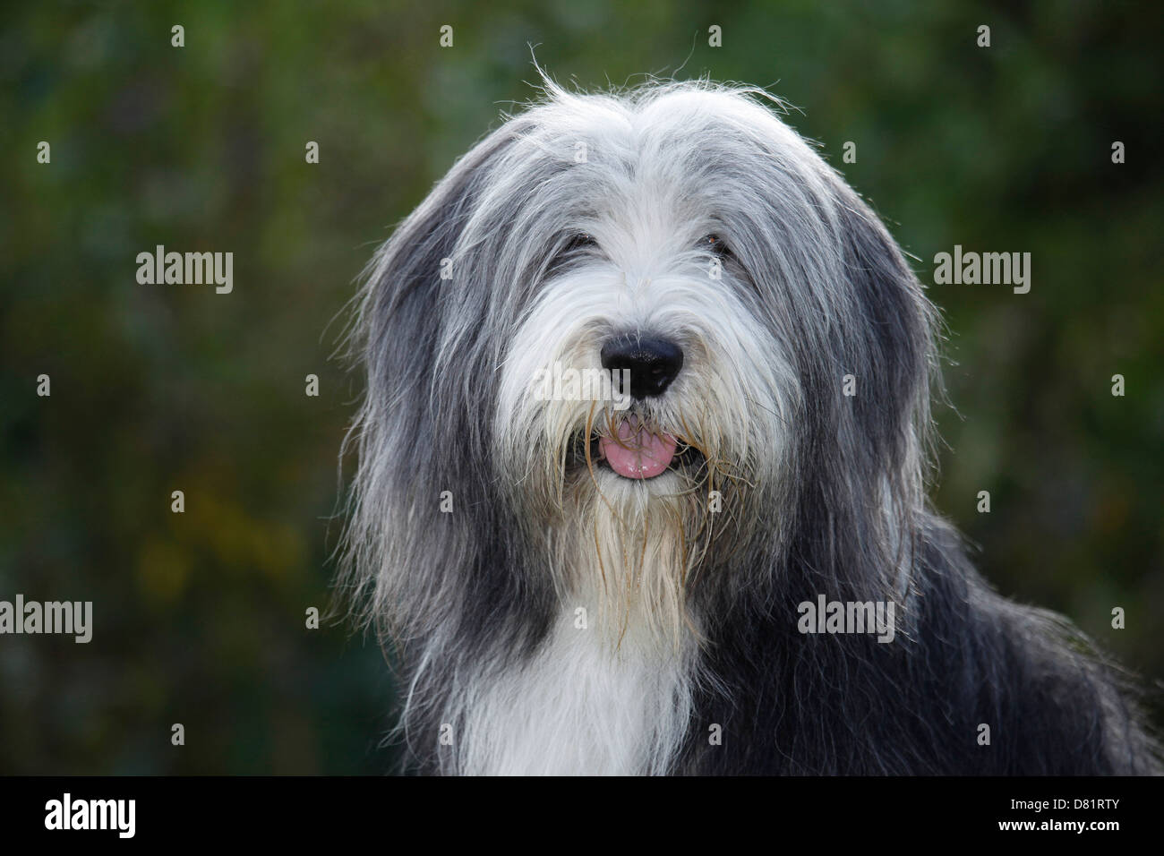 Bearded Collie Portrait Stock Photo - Alamy